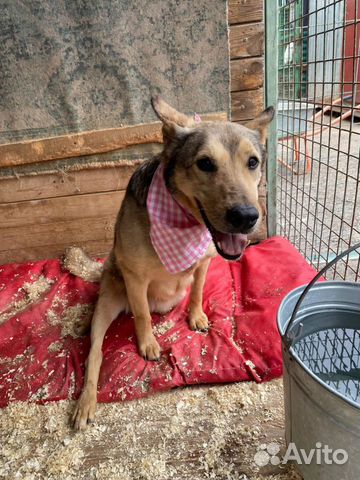 Не переживет зиму в приюте