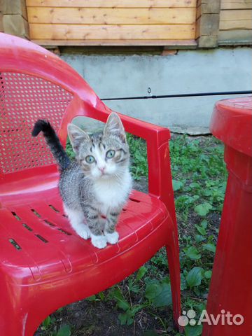 Ласковая кошечка 4 месяца