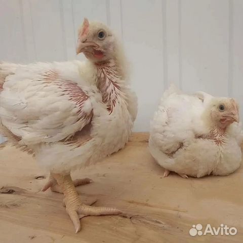 Куры домашние