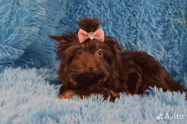 Цветной йорк - девочка стандарт