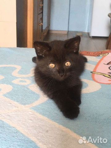 Котёнок ищет дом