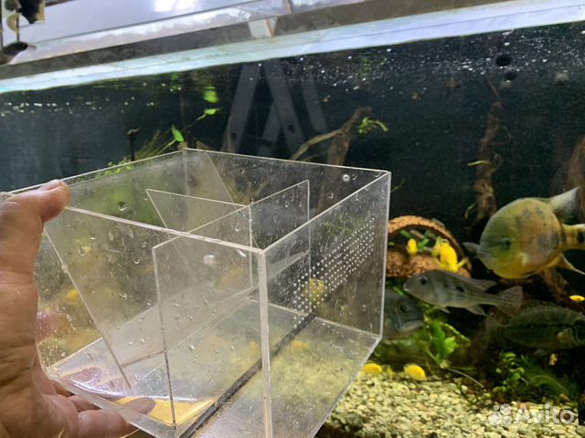 Инкубатор для озерных цихлид