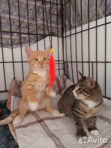 Рыжий толстомордый котенок Батон в дар