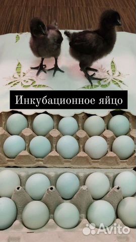 Инкубационное яйцо