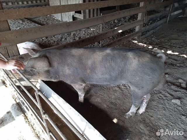 Хрячок на племя