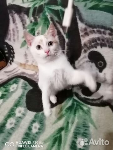 Котенок Бельчик ищет дом