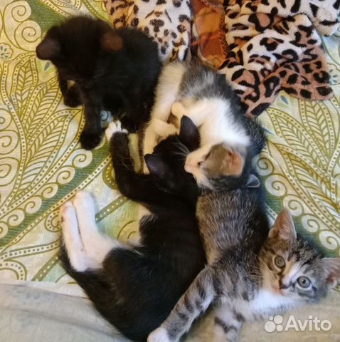 Отдаем монохромных котят в хорошие руки