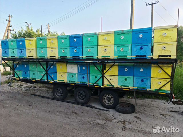 Продаю пчёл с прицепами
