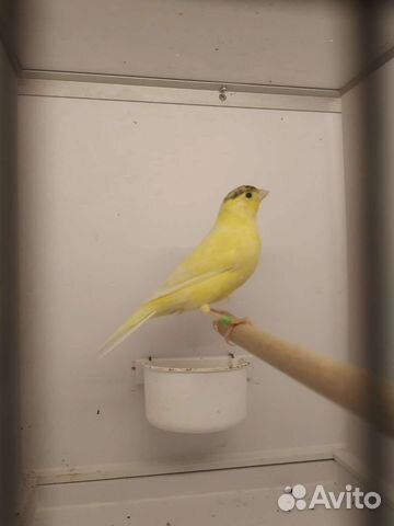Кенар