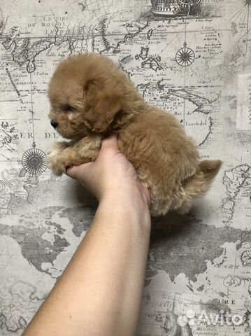 Mini Мальтипу F1 Девочка