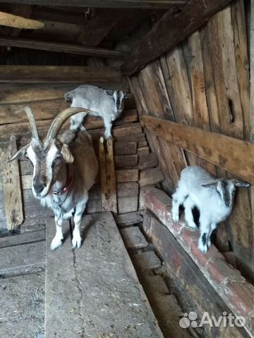 Коза двойная