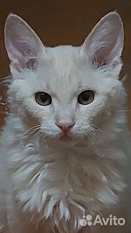 Котёнок неадекватный