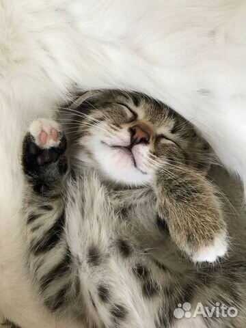 Маленькая кошечка