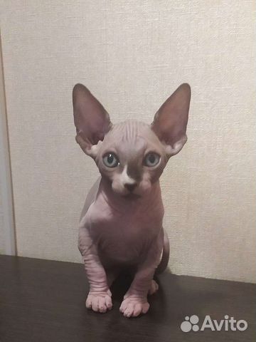 Канадский сфинкс котенок мальчик