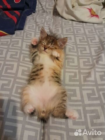 Котёнок,от кота бобтейл без хвостый