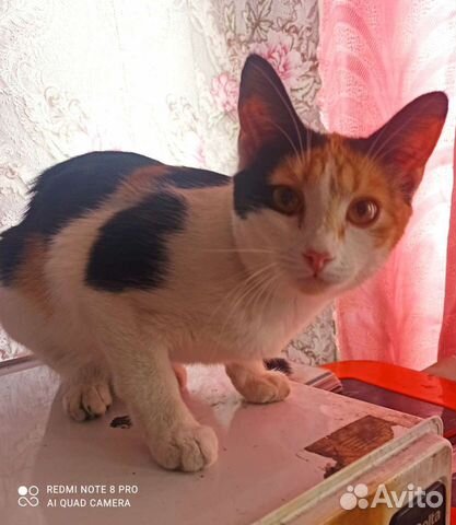Кошка в дар
