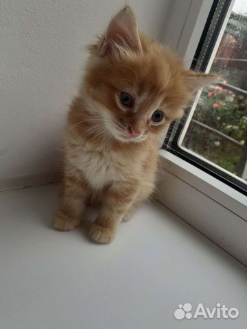 Котики 1,5 мес