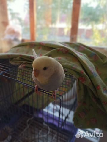 Волнистый попугай самка