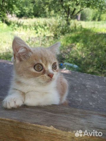 Экзотический котик