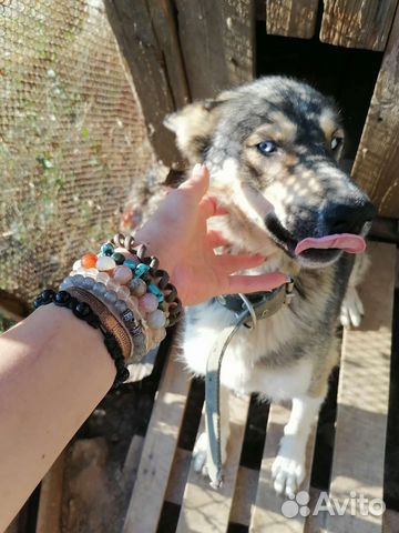 Собака в добрые руки хаски