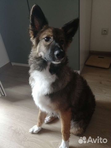 Собака в добрые руки, щенок