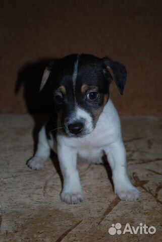 Домашний любимец