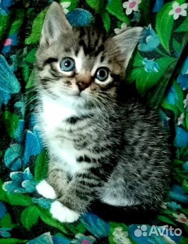 Очаровательный тигрёнок