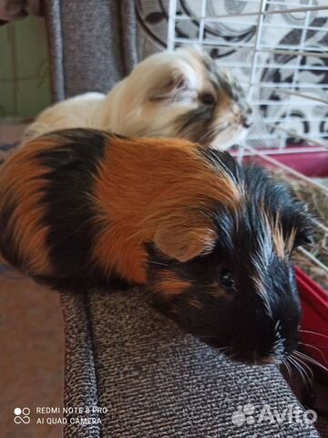 Морская свинка сатиновая