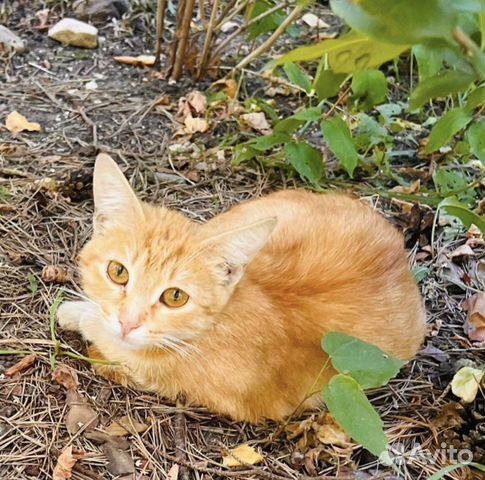 SOS рыжый котёнок девочка 3 месяца ищет дом