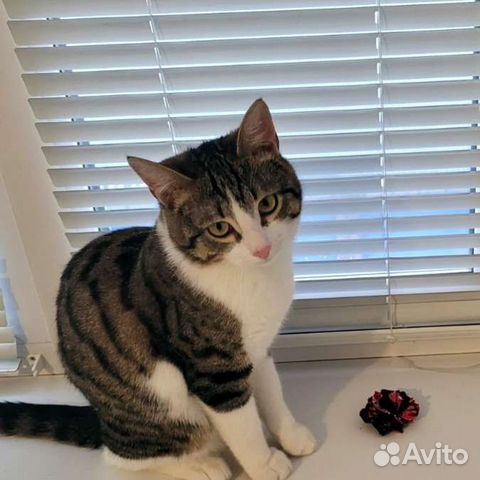 Молодой котик Тишка