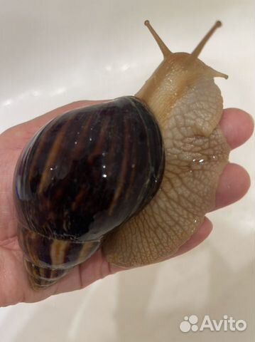 Улитки ахатины