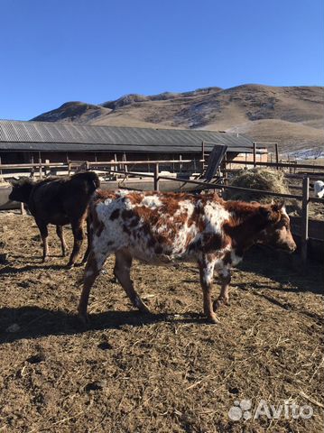 Обмен 2-ух Телочек