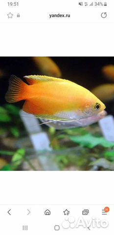 Аквариумные рыбки гурами медовые
