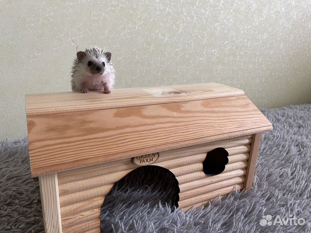 Карликовый африканский ежик
