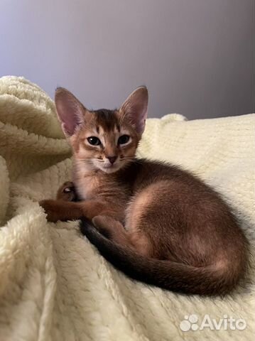 Абиссинская кошка