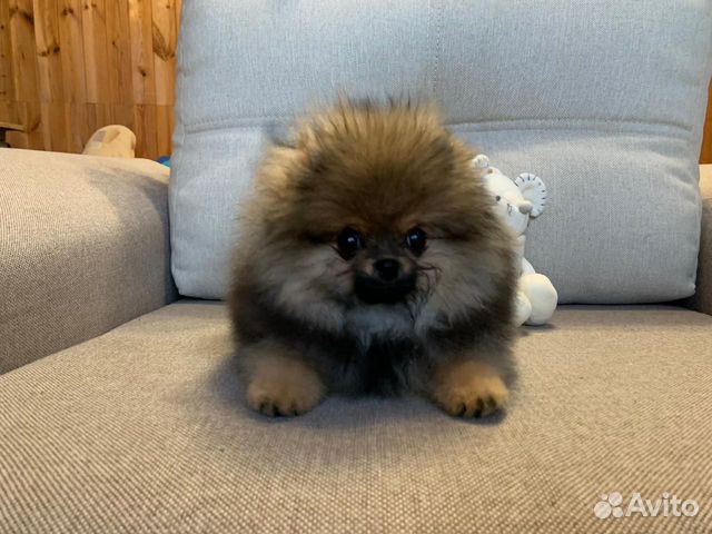 Шпиц девочка конфетка