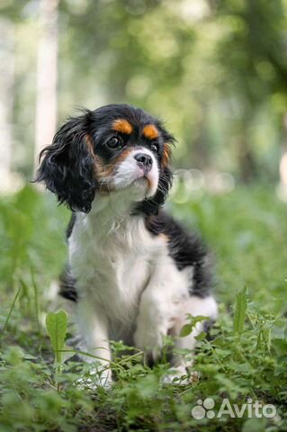 Милашка Кавалер Кинг Чарльз Спаниель