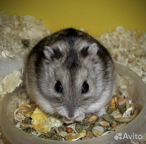 Джунгарский хомяк бесплатно