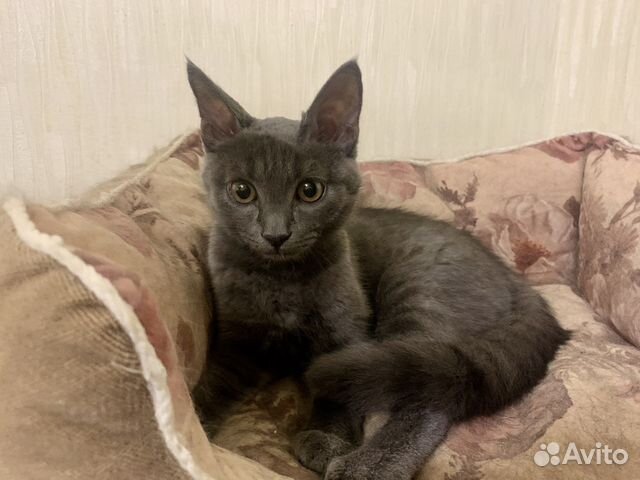 Ласковый бархатный котенок ищет дом