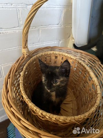 Котята в добрые руки даром