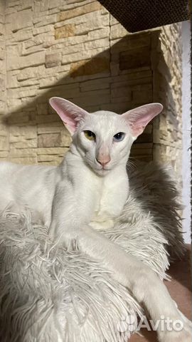 Ориентальный красавец
