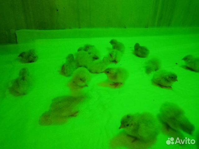 Перепела инкубационные яйца белый гигант