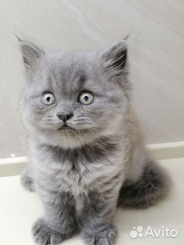 Шотландский котёнок