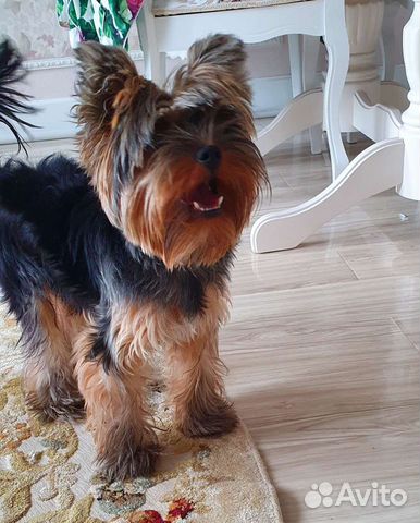 Йоркширский терьер беби фейс