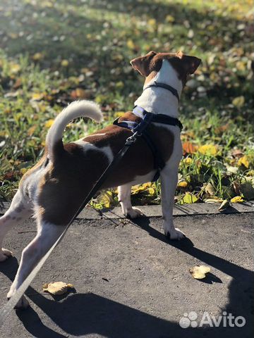 Отдам в хорошие и добрые руки собаку