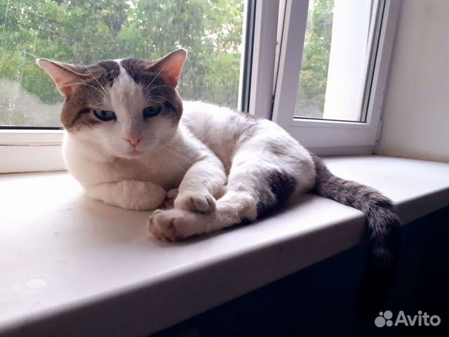 Кот в очень добрые руки