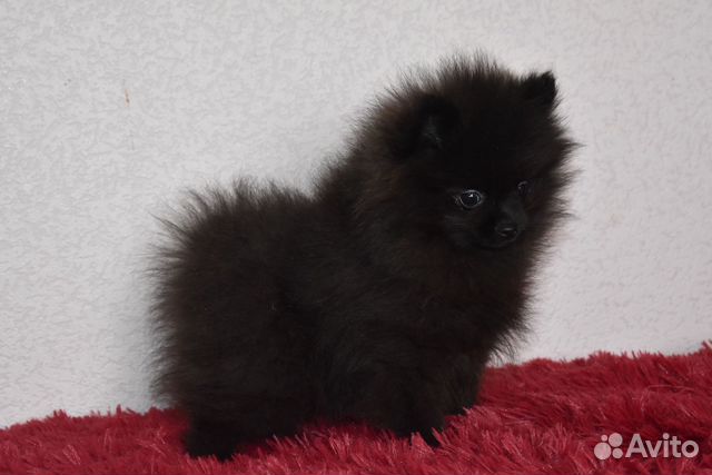 Шпиц - черный пом