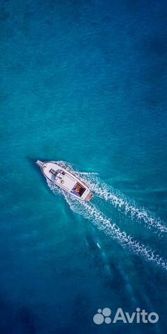 Щенки стафа