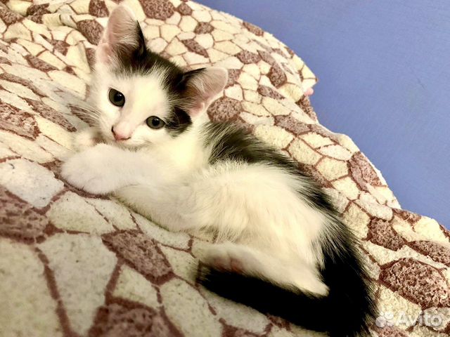 Котята в добрые руки 1 месяц