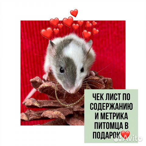 Дамбо крысы, крысята, крыса. Питомник